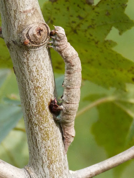 Maple spanworm | Project Noah