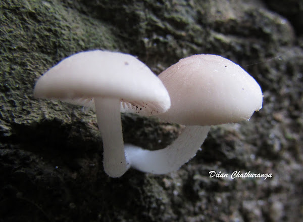 Fungi | Project Noah