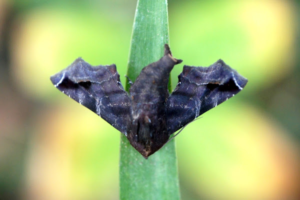 Mango Shoot Borer Moth | Project Noah