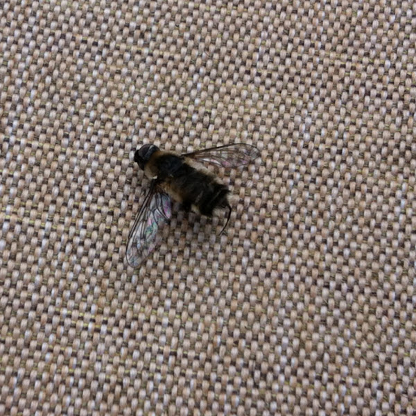 Bee fly | Project Noah