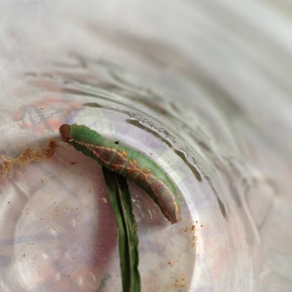 White-blotched Heterocampa Moth Caterpillar | Project Noah