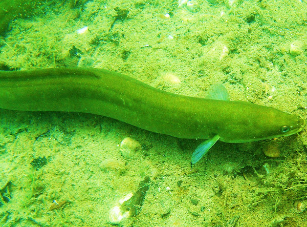 European eel | Project Noah