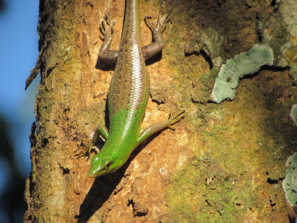 Emerald Green Tree Skink | Project Noah