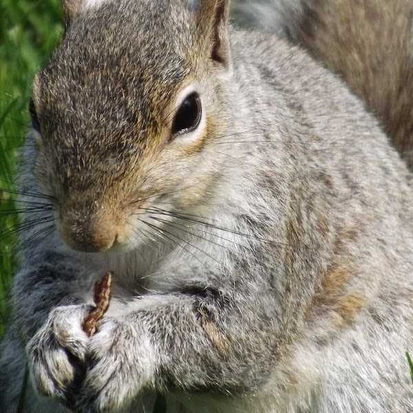 backyard mammals of PA | Project Noah