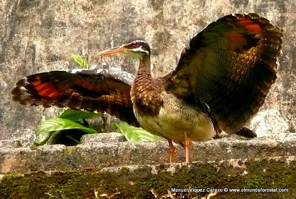 Sunbittern, ave sol o garza del sol. | Project Noah