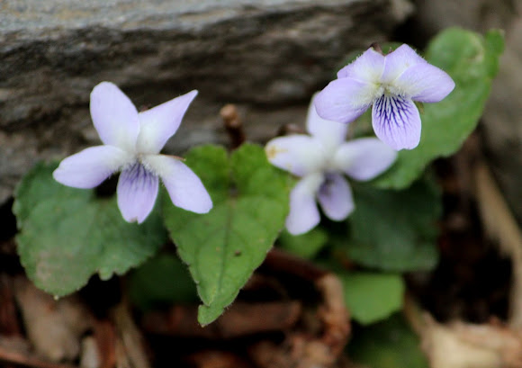 Banfshah,Banaksha | Project Noah