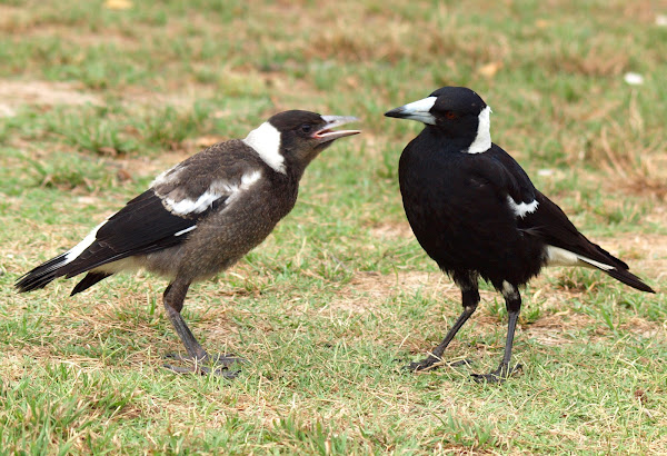 Australian Magpie | Project Noah