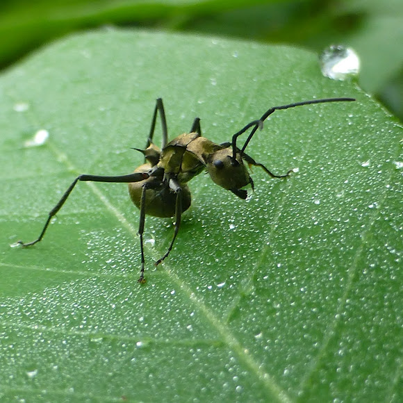 Formicine Ant | Project Noah