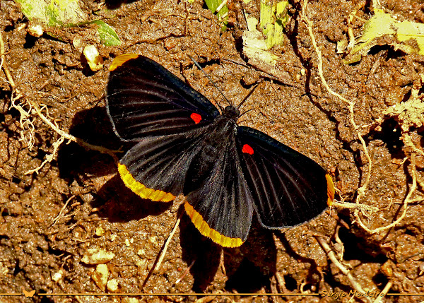 Smith's Pixie | Project Noah