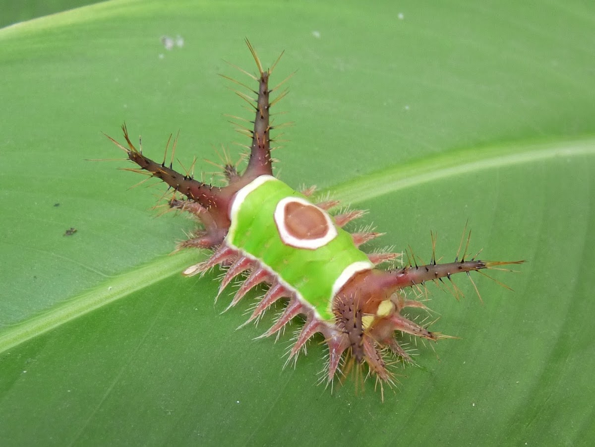 Saddleback Caterpillar | Project Noah