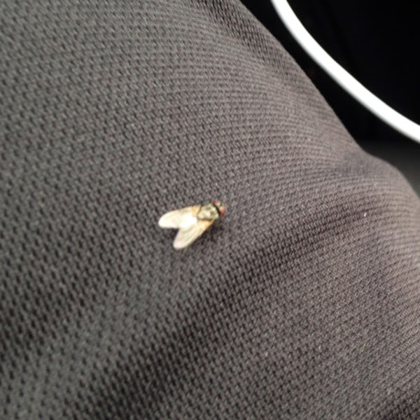 House Fly | Project Noah