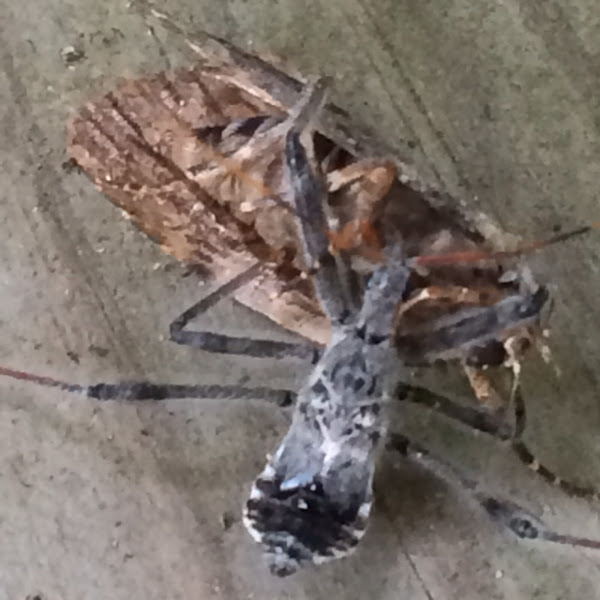 Wheel bug | Project Noah