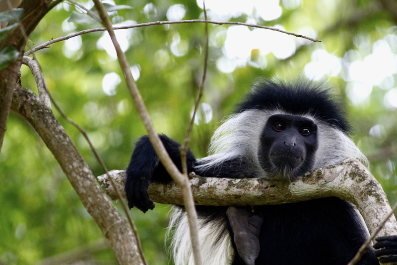 Colobus Monkey | Project Noah