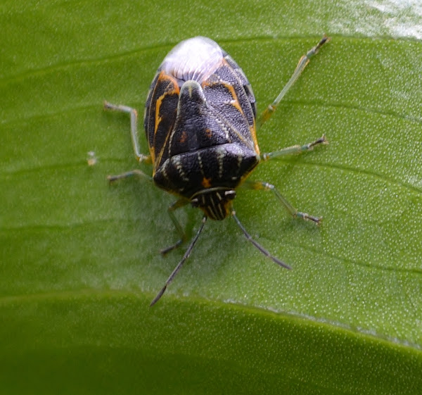 Antestia Bug | Project Noah