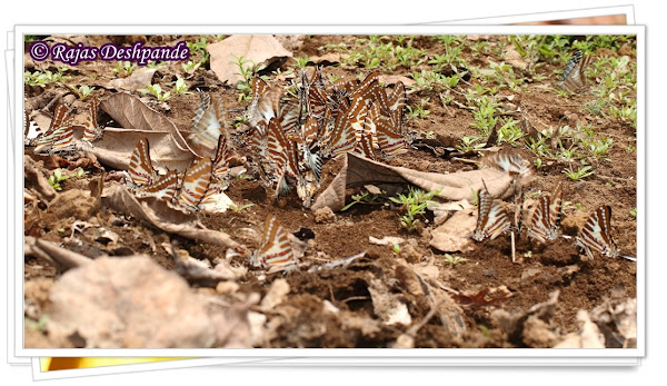 Mudpuddling of Spot Swordtail Butterfly | Project Noah