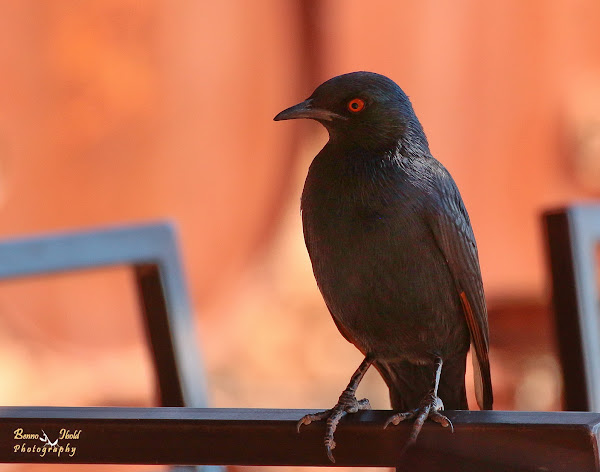 Cape starling, red-shouldered glossy-starling | Project Noah