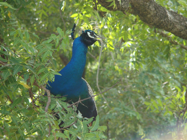 Peacock / Indian Peafowl / மயில் (Mayil) | Project Noah