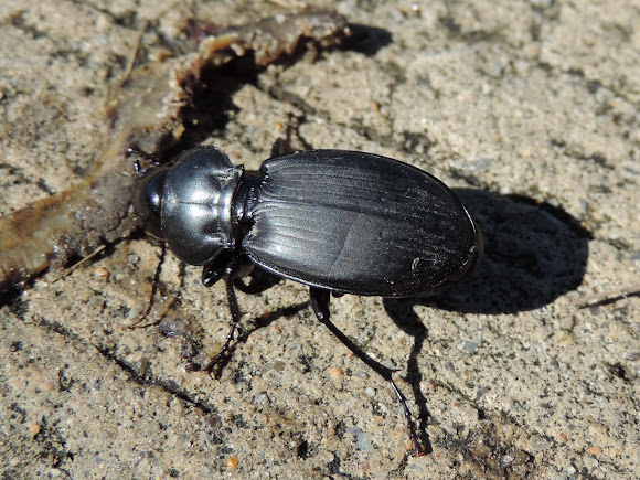 Common Black Ground Beetle | Project Noah