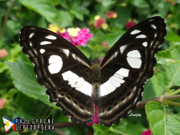 Butterfly | Project Noah