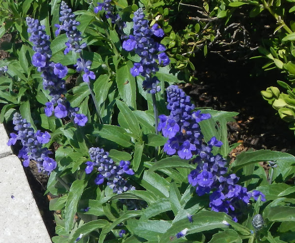 Mealy Blue Sage | Project Noah