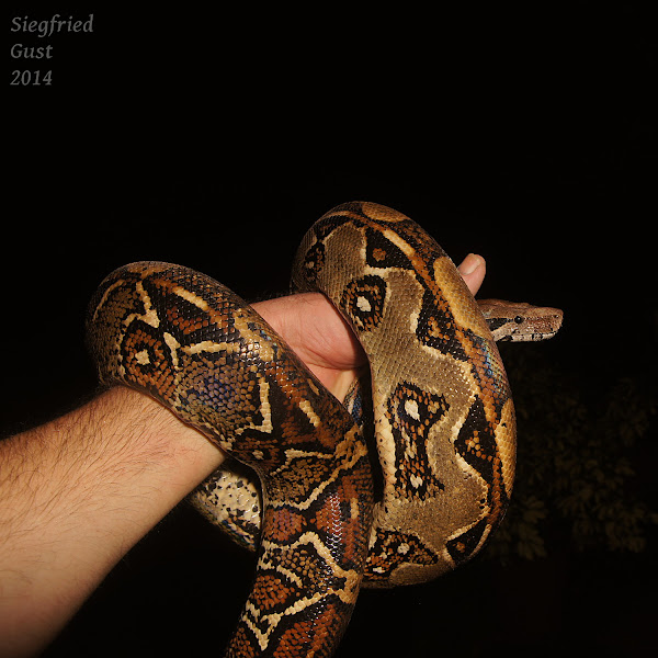 Common Boa | Project Noah