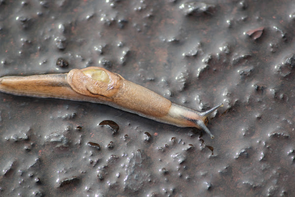 Yellow-shelled semi-slug | Project Noah