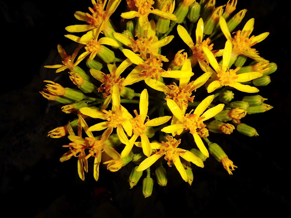 Palo Loco | Project Noah