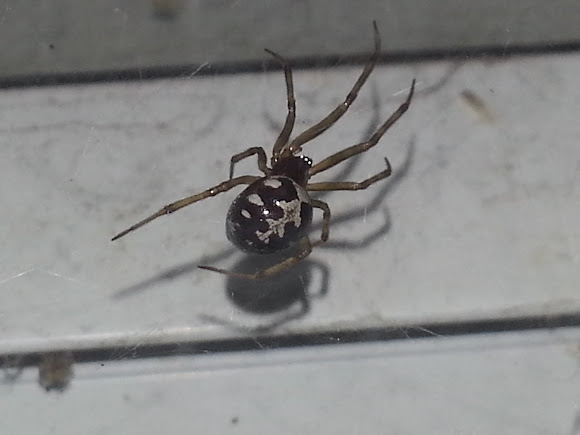 Triangulate cobweb spider | Project Noah