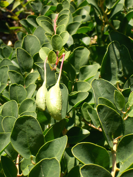 Caper/Kapra | Project Noah