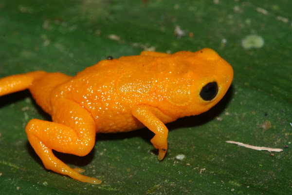 Pumpkin Toadlet | Project Noah
