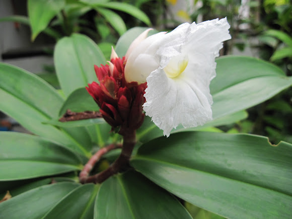 Spiral Ginger, Crepe Ginger | Project Noah