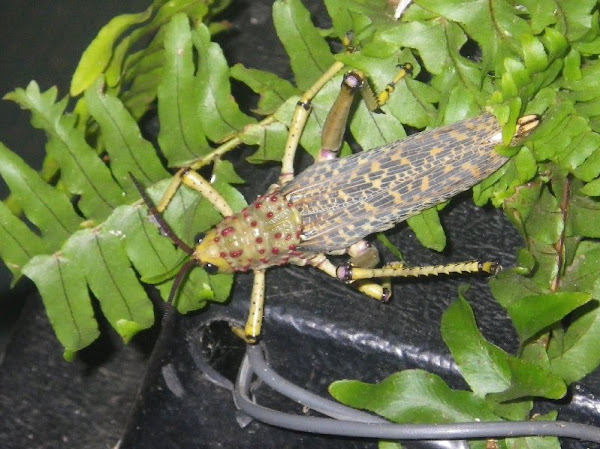 Green Milkweed Locust (Immature) | Project Noah
