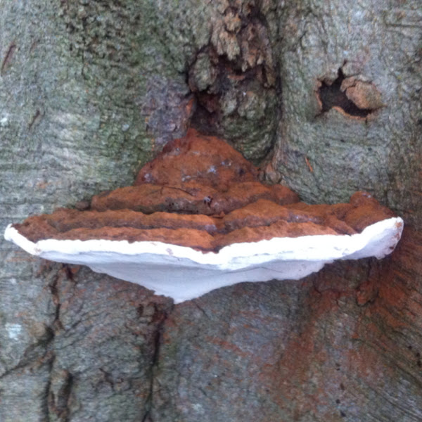 Southern bracket | Project Noah