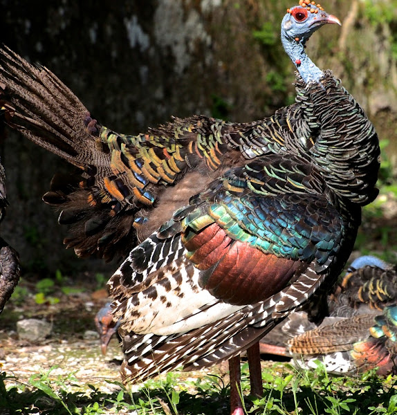 Ocellated Turkey | Project Noah