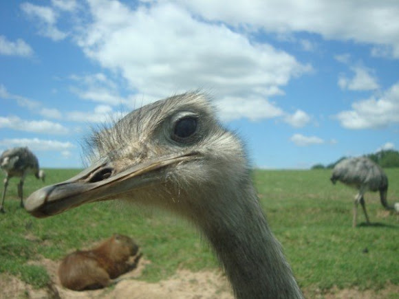 Avestruz | Project Noah
