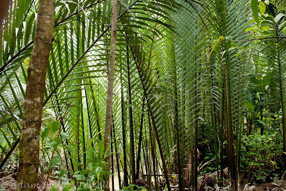 Nipa palm | Project Noah