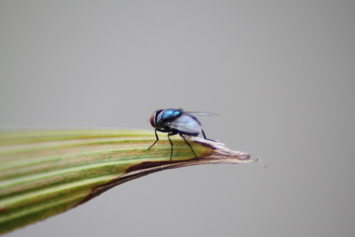 Blue bottle | Project Noah