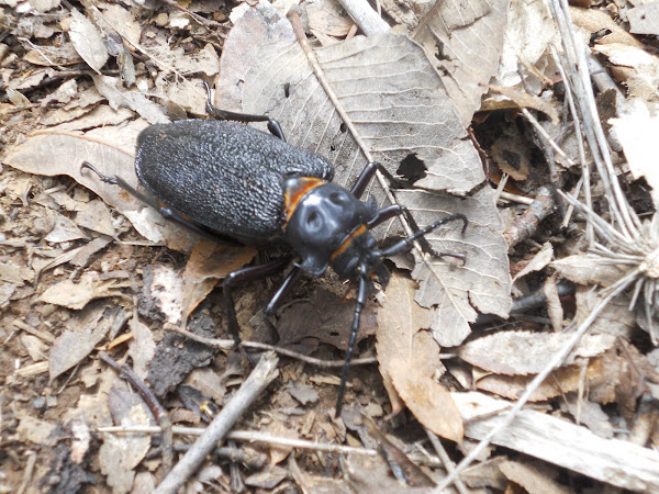 Madre de la Culebra | Project Noah