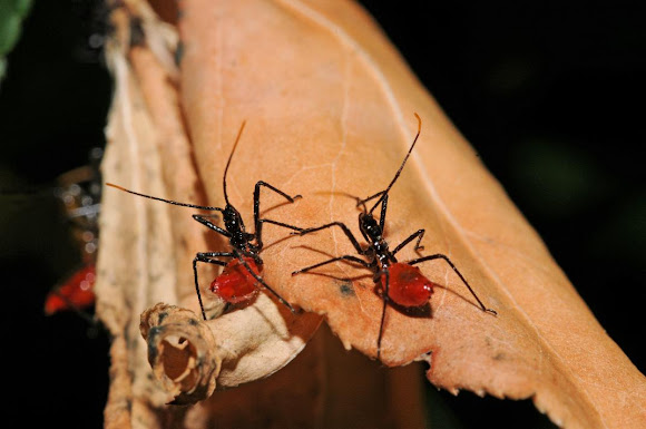 Wheel bug (nymphs) | Project Noah