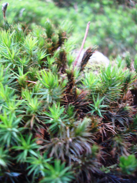 Bank Haircap Moss / Mahovina | Project Noah