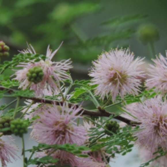 Fragrant Mimosa | Project Noah