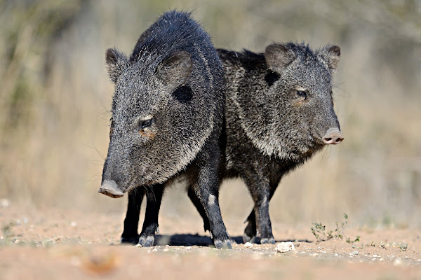 Collared Peccary or Javelina | Project Noah