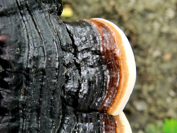 bracket fungus | Project Noah