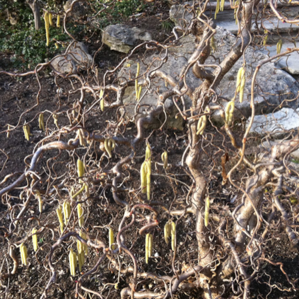 Corkscrew Hazel | Project Noah