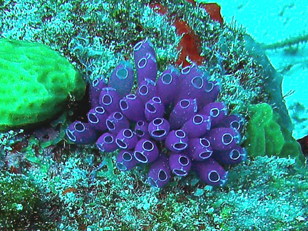 Bluebell Tunicate | Project Noah
