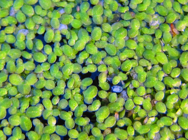 Duckweed | Project Noah