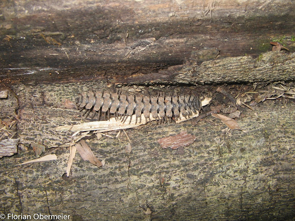 Tractor millipede | Project Noah