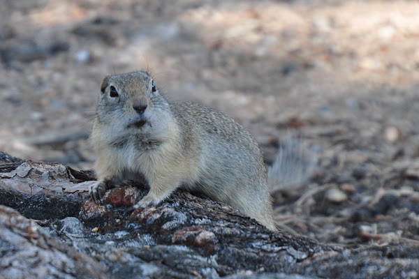 Wyoming Ground Squirrel | Project Noah