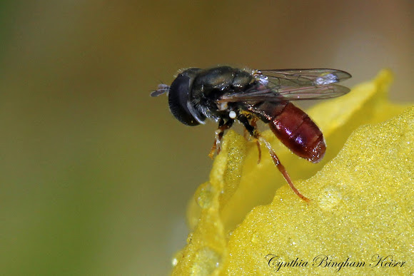 Syrphid Fly | Project Noah