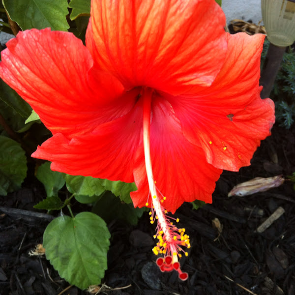 hibiscus sp. | Project Noah